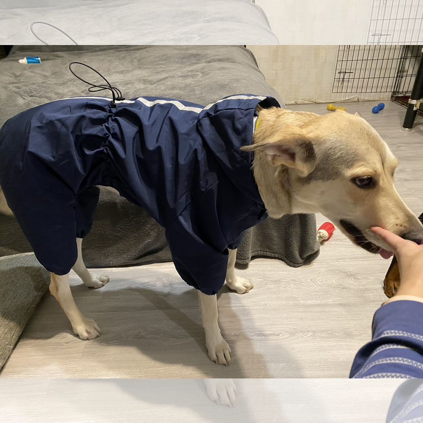 Дождевик для крупной собаки