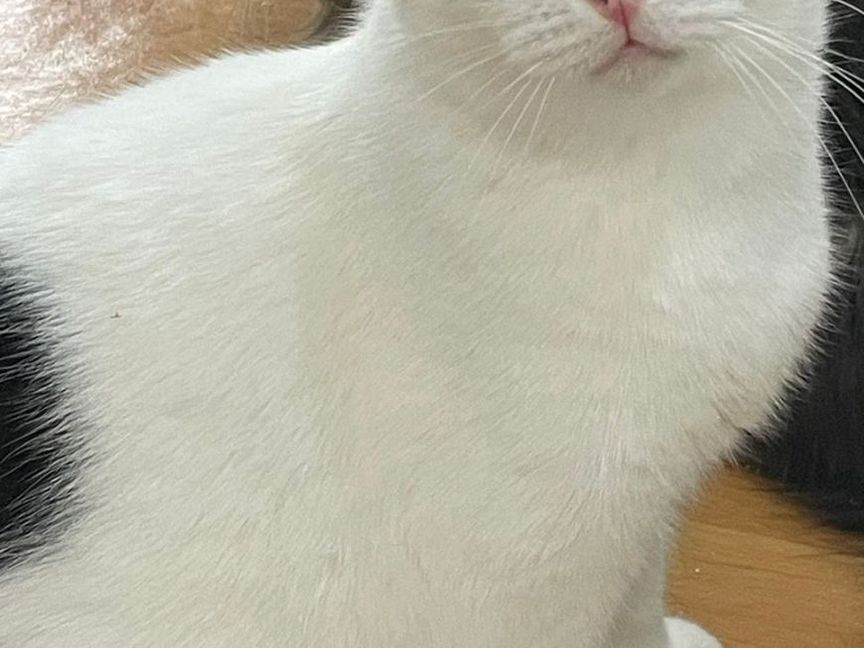 Зеленоглазое чудо Котя Лакки