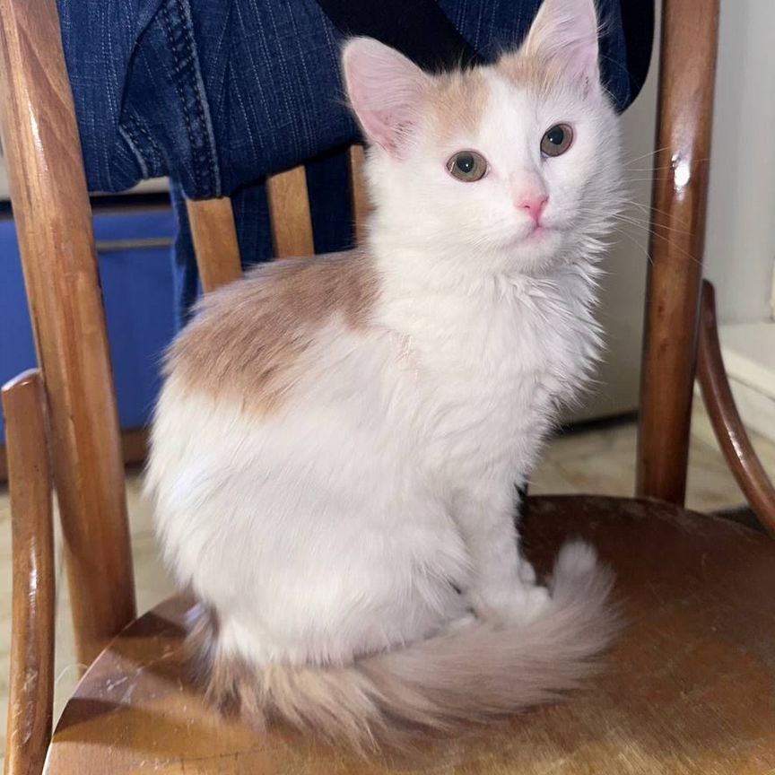 Кошечка