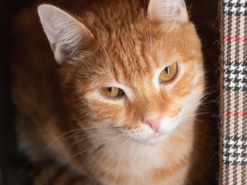 Солнечный котик Плюш в добрые руки