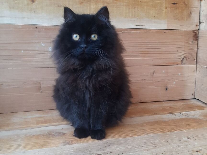 Курильский бобтейл, котенок
