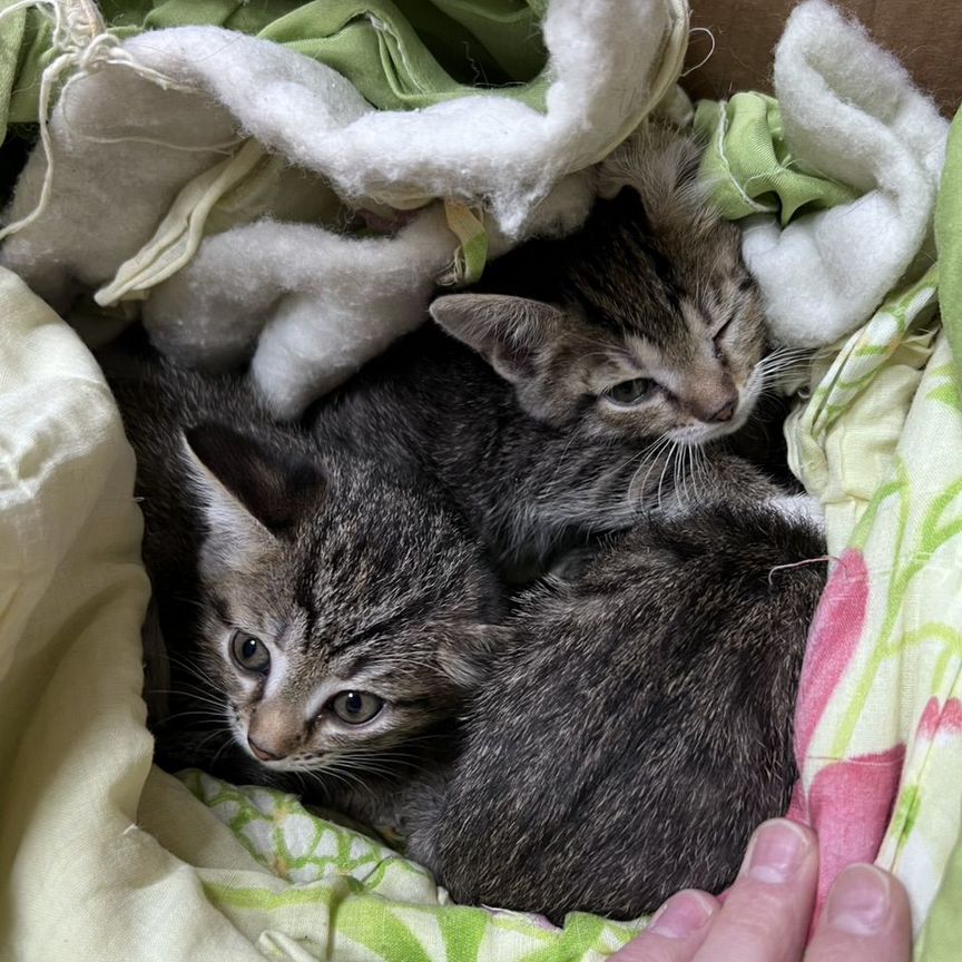 Котёнок в добрые руки