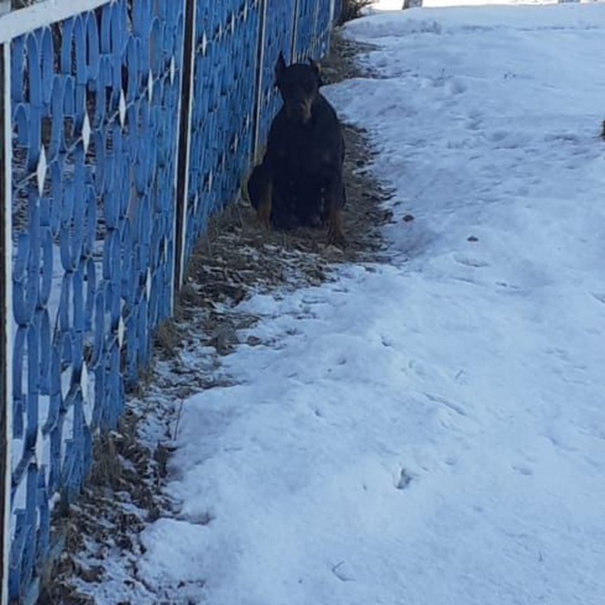 Поможем ей