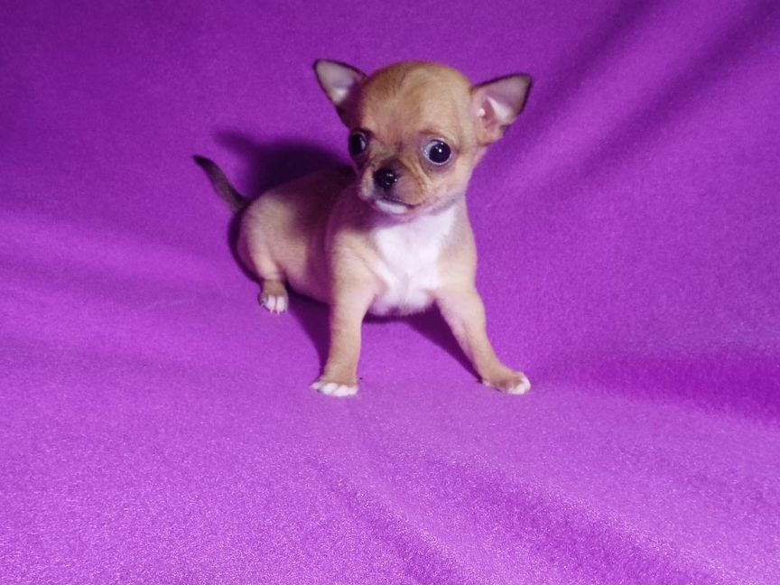 Чихуахуа девочка