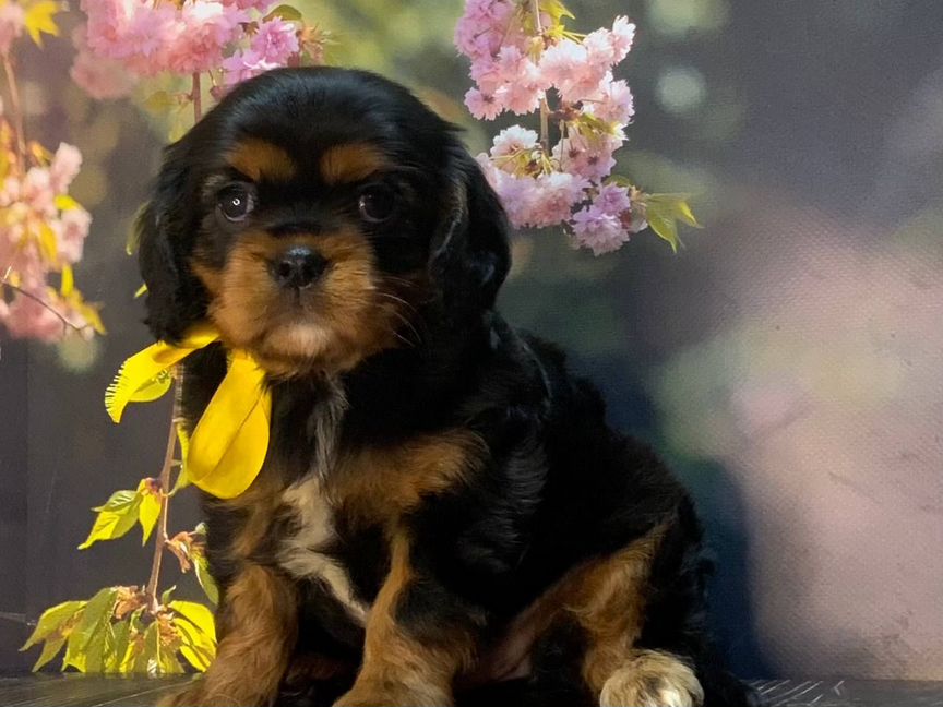 Девочка кавалер кинг чарлз спаниель