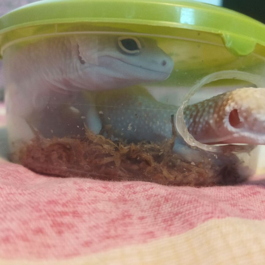 Домики для эублефаров