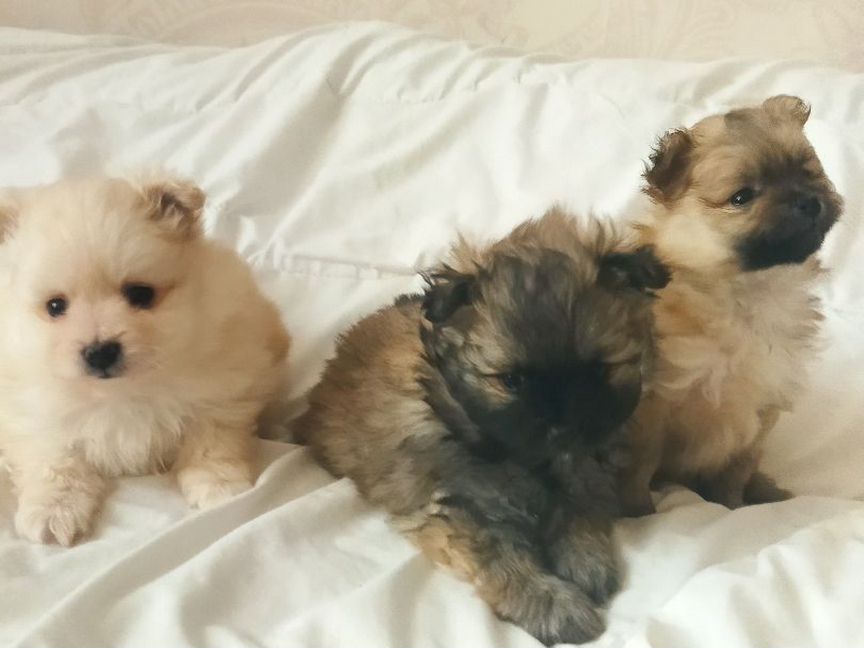 Щенки померанского шпица