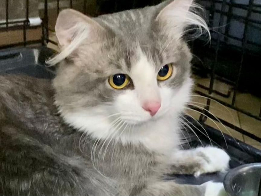 Маленький котик, розовый носик Томас ищет дом