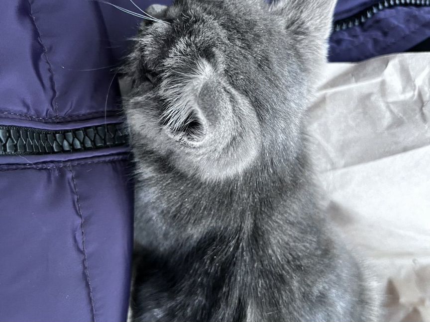 Кошка в дар