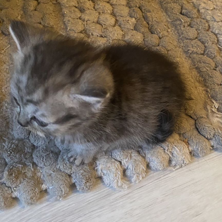 Продаю котят