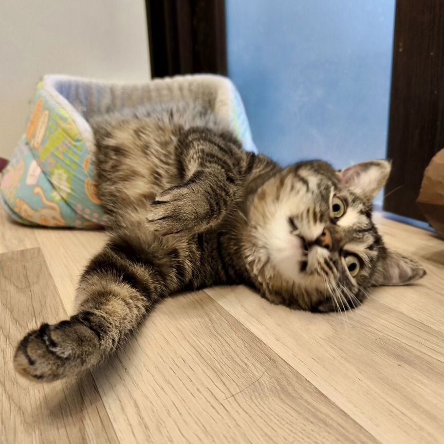 Кошка Няшка