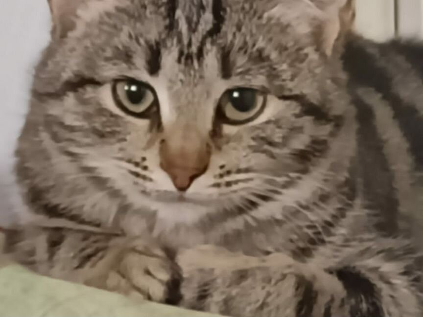 Киска-подросток, 8 мес: спасена, ищет дом