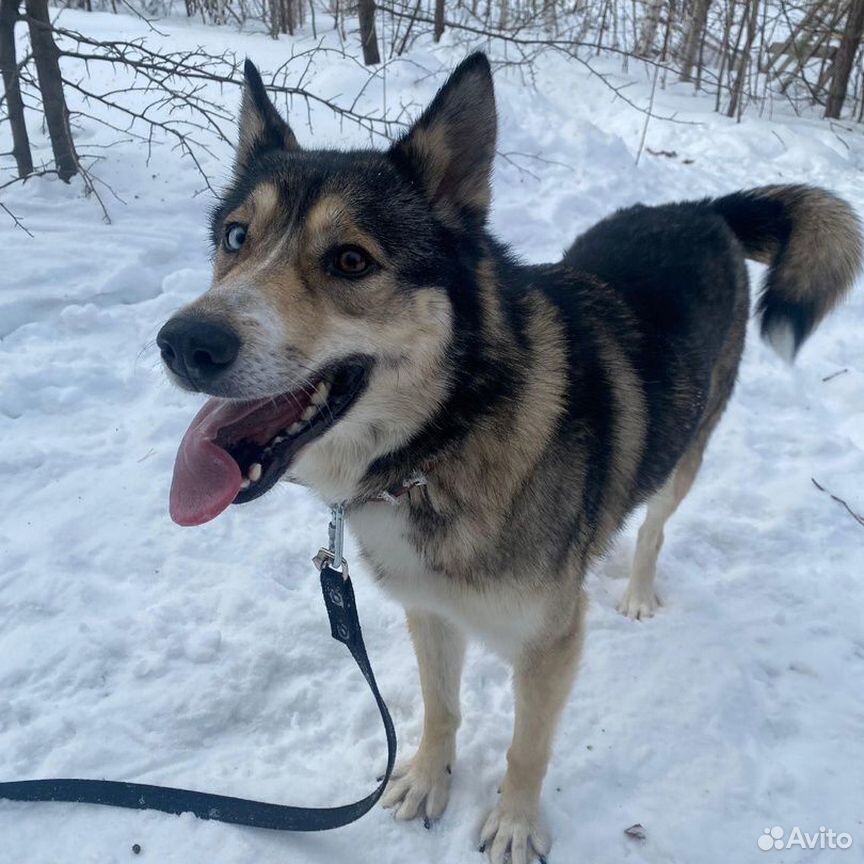 Умочка, около трех лет в надежную семью