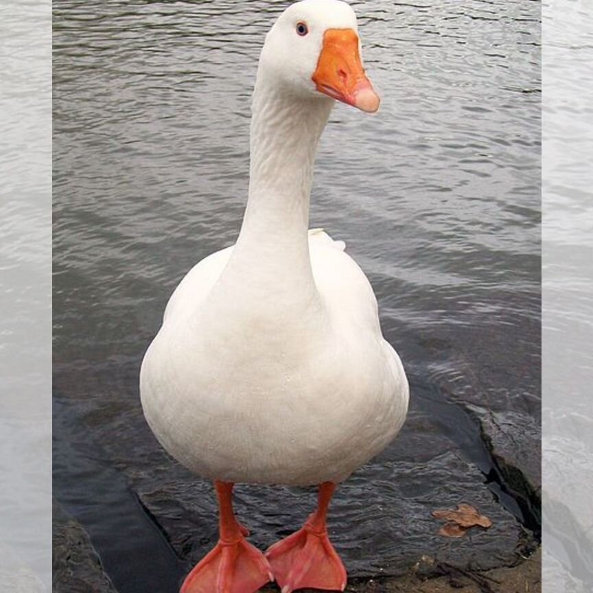 Гус и на племя