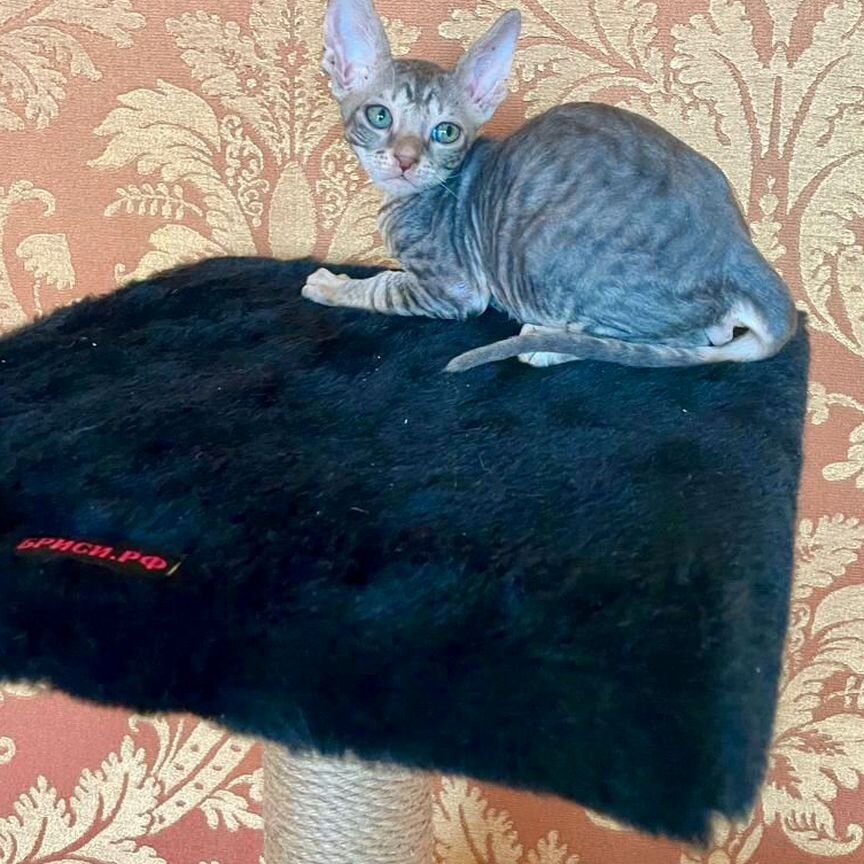 Мальчик и две девочки корниш Рекс табби
