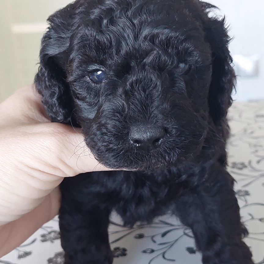 Черные мальчишки