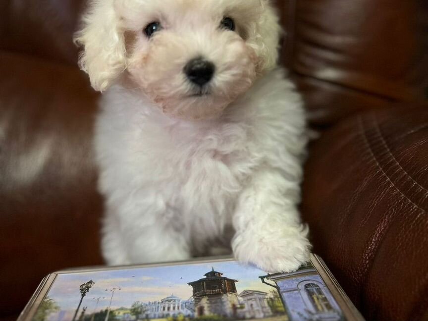 Мальчик-красавчик бишон