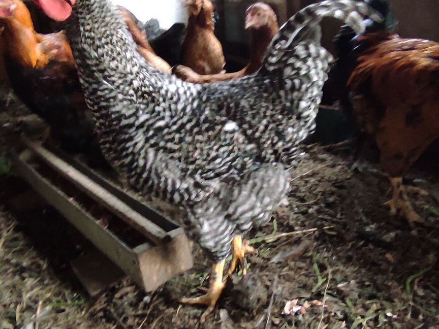 Куры петухи