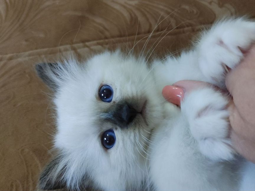 Котята священная Бирма