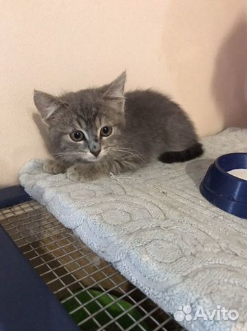 Котенок девочка 1 мес