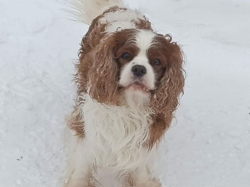 Кавалер кинг чарльз Спаниель