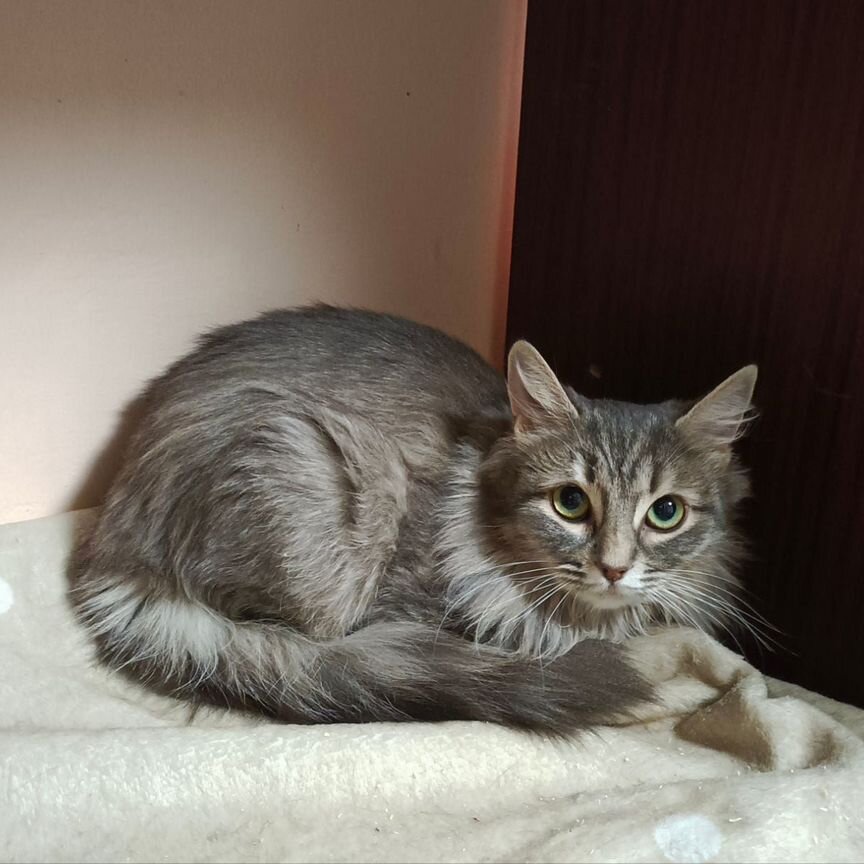 Кошечка Дымка ищет дом