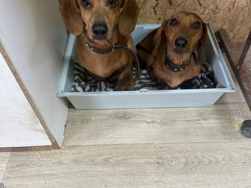 Такса мальчик 5 лет и девочка 4 года,стерилизованы