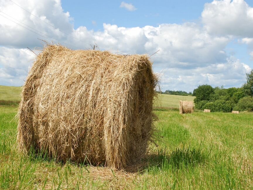 Сено люцерны в тюках