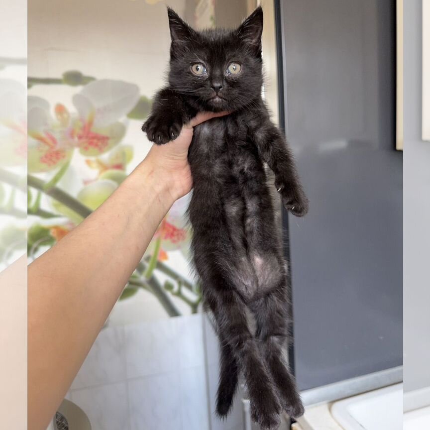 Котёнок в добрые руки