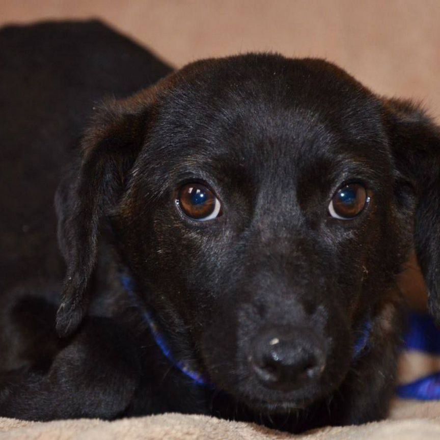 Собачка в добрые руки