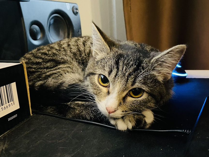 Котенка в добрые руки
