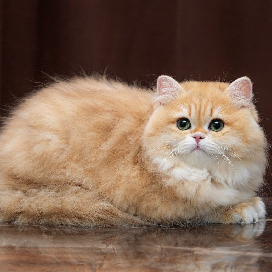 Котята золотая шиншилла