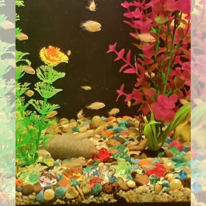 Рыбки цихлиды