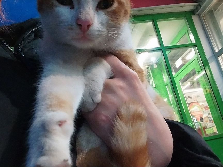 Котенок в добрые руки