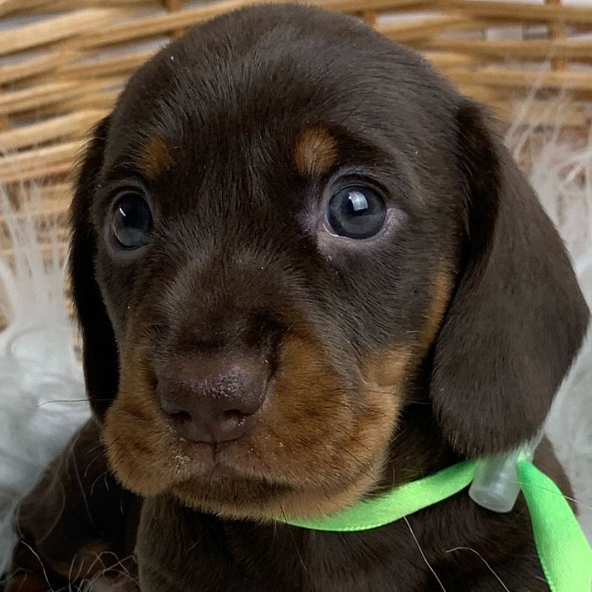 Карликовая такса, щенок