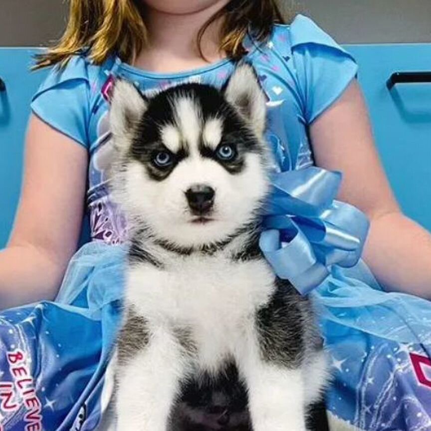 Хаски щенки красивые