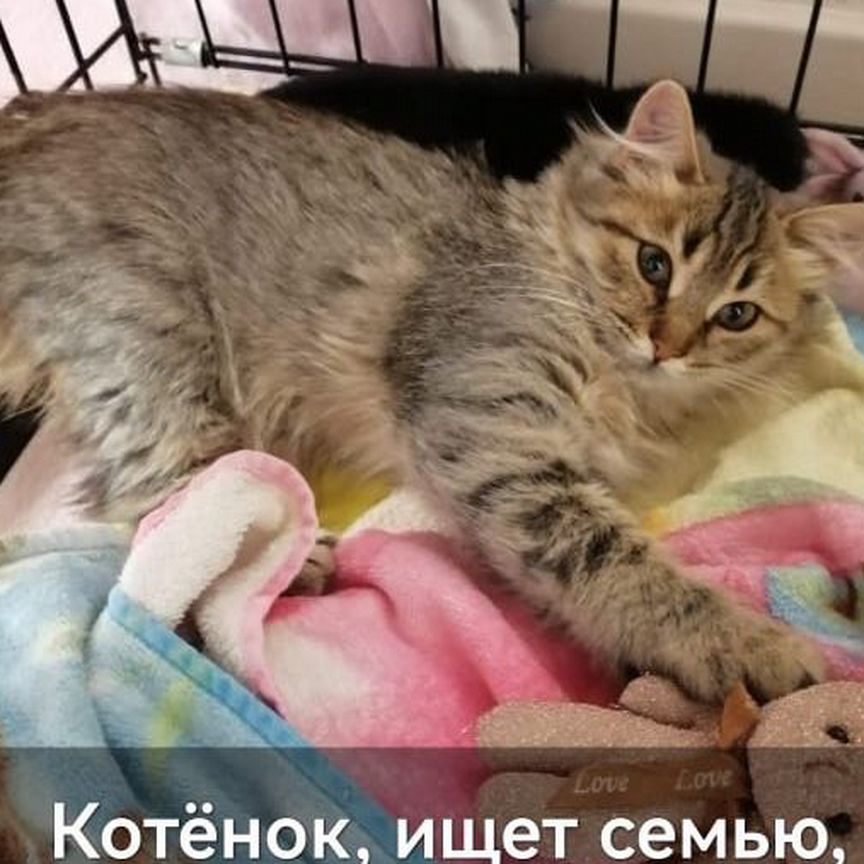 Котёнок в добрые руки