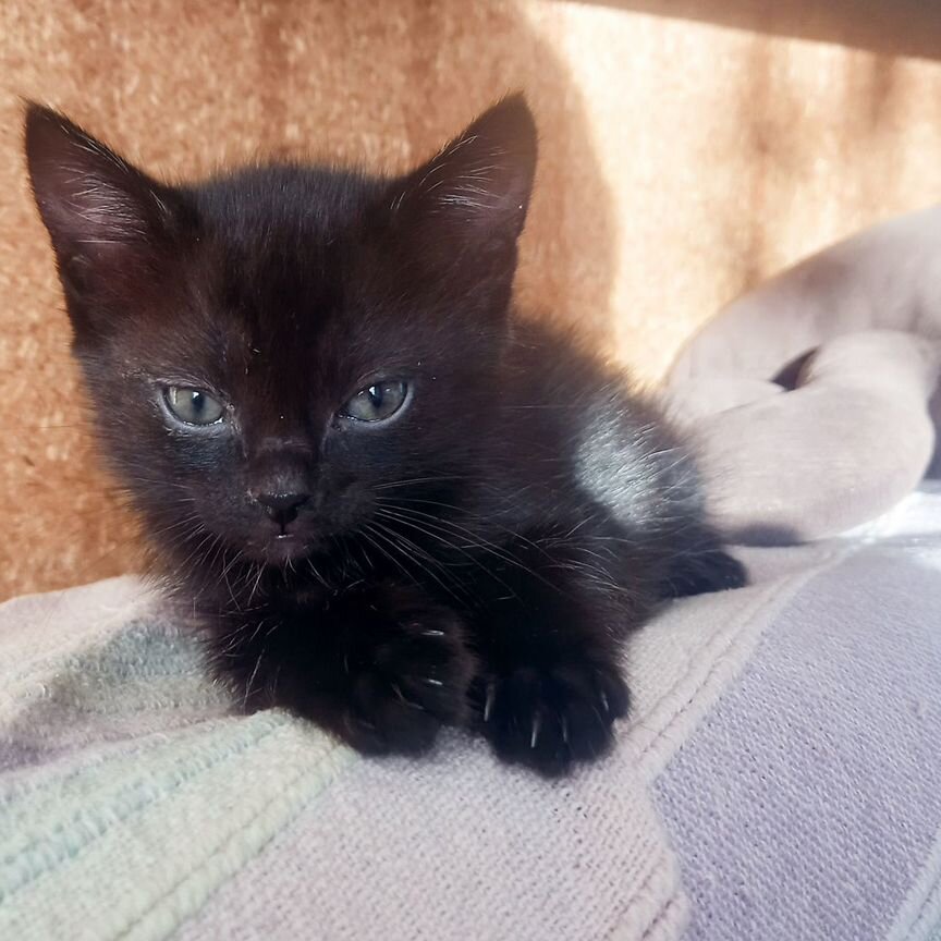 Котёнок в добрые руки