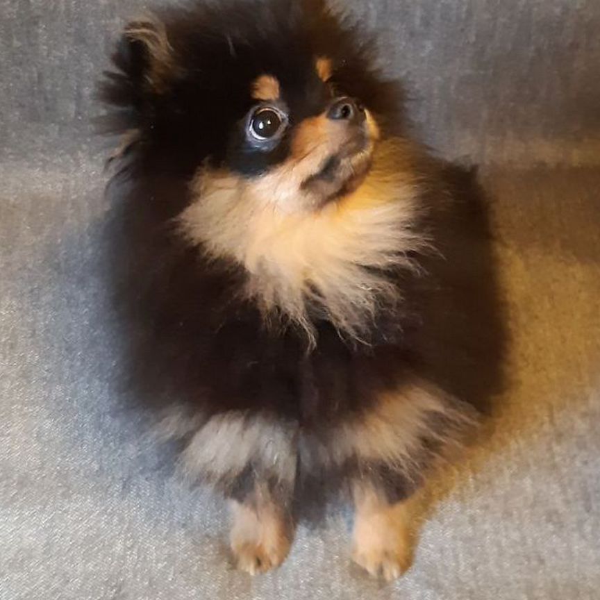 Очень красивый мальчик шпиц