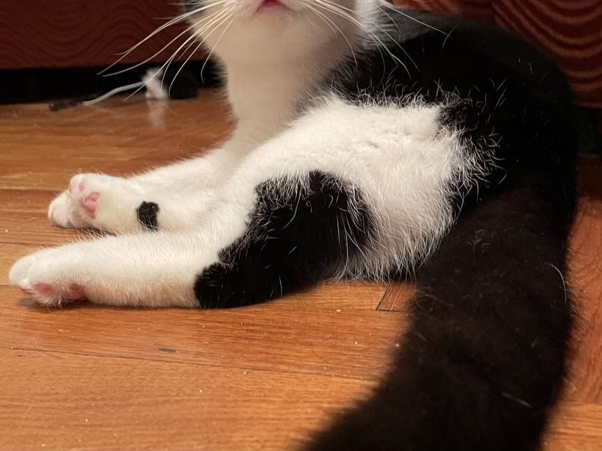 Кошка Катюша в добрые руки