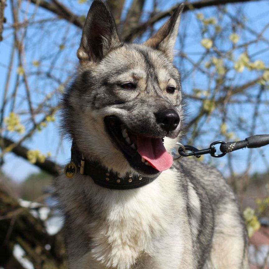Сибирский хаски, взрослая собака