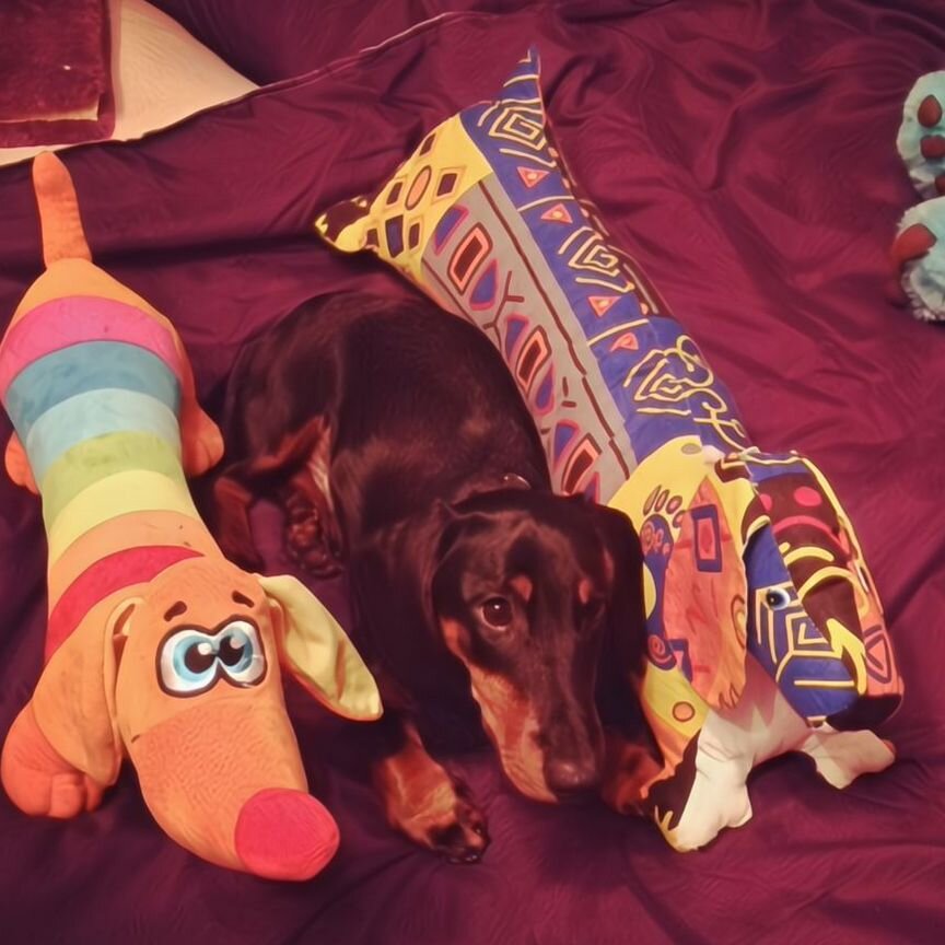 Кроличья такса, щенок