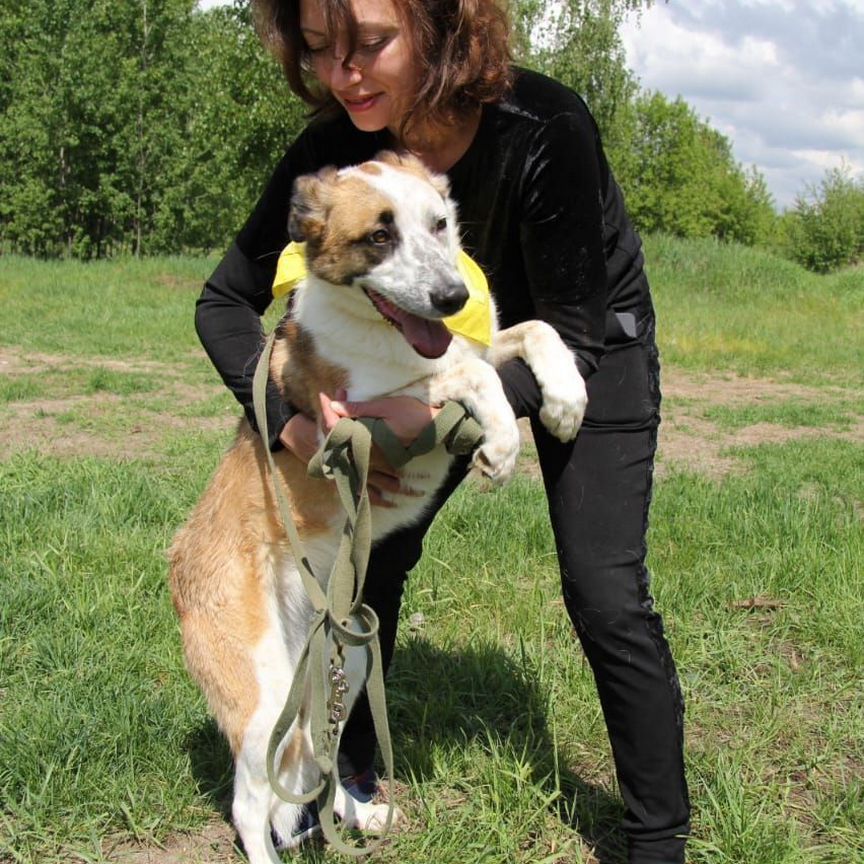 Собака Классная Лолита