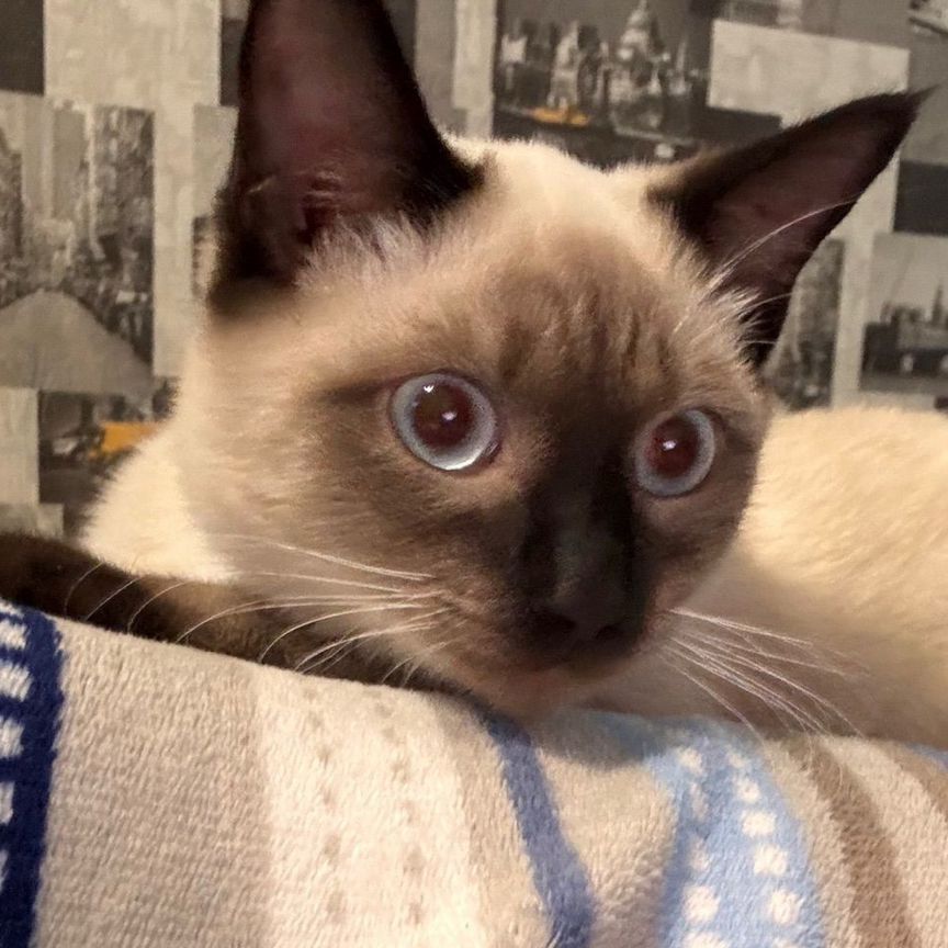 Сиамский котёнок