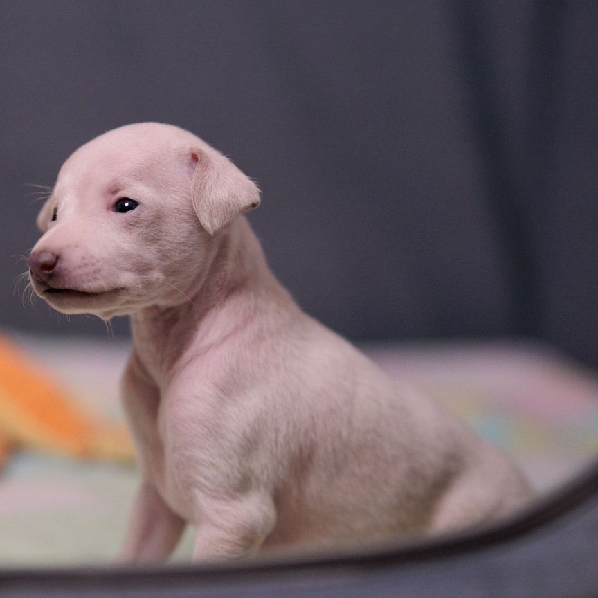 Левретка, щенок