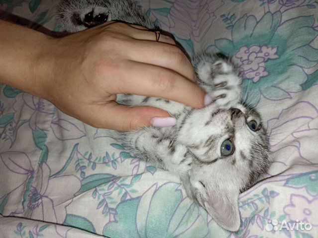 Британские котята