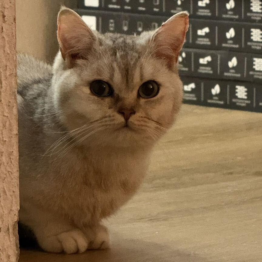 Шотландский прямоухий короткошёрстный котёнок