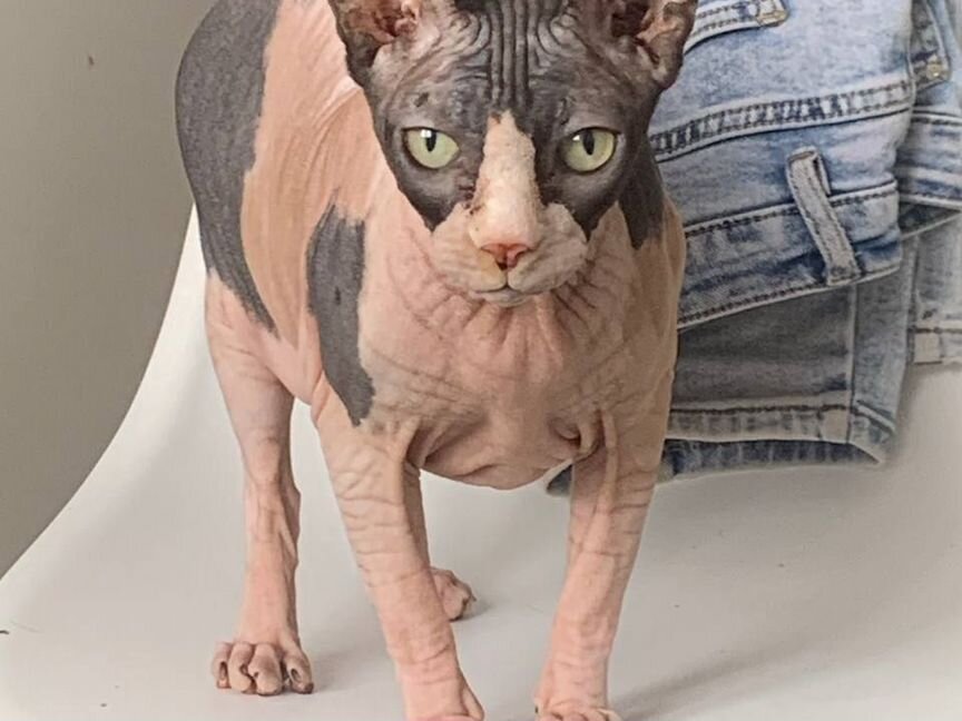 Лысые кошки сфинкс