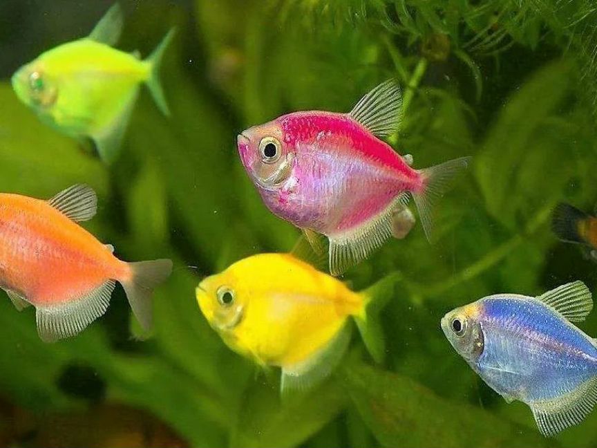 Аквариумные рыбки и растения