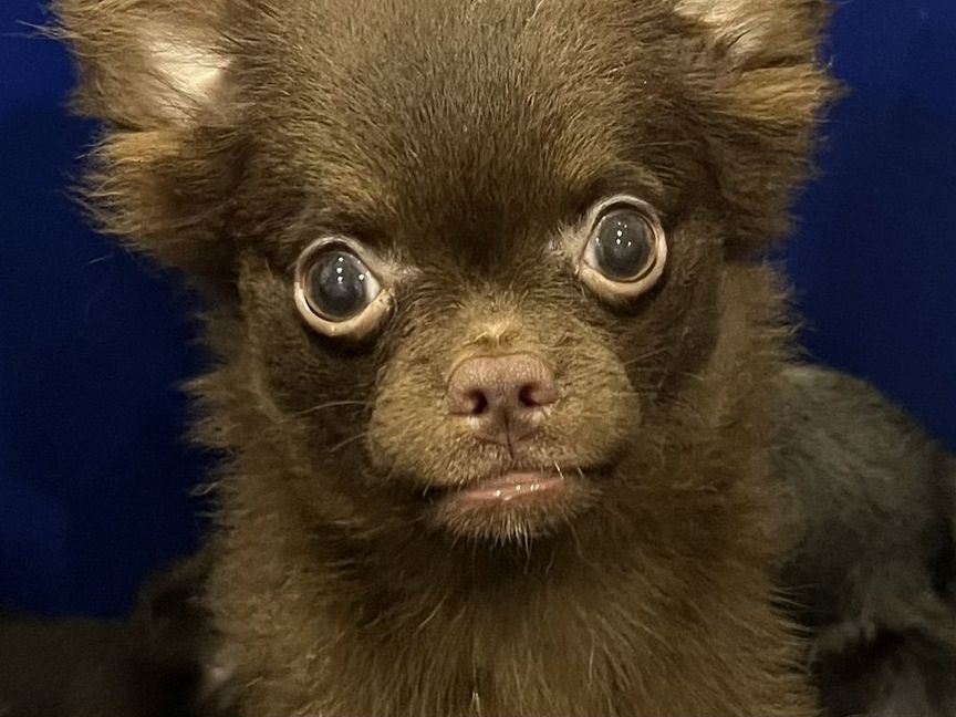 Чихуахуа мальчик для души